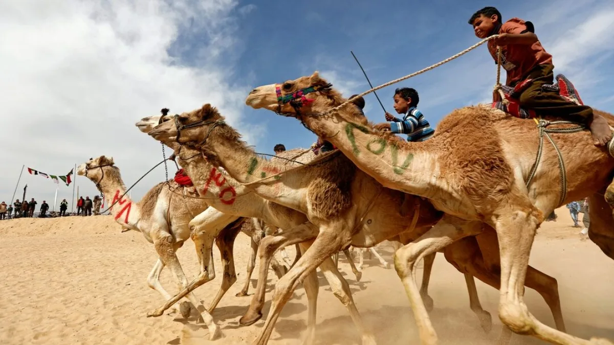 India To Compete In First Ever Camel Racing Event At Asian Youth Games